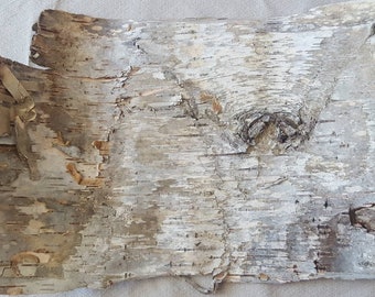 Birch bark sheets | Etsy