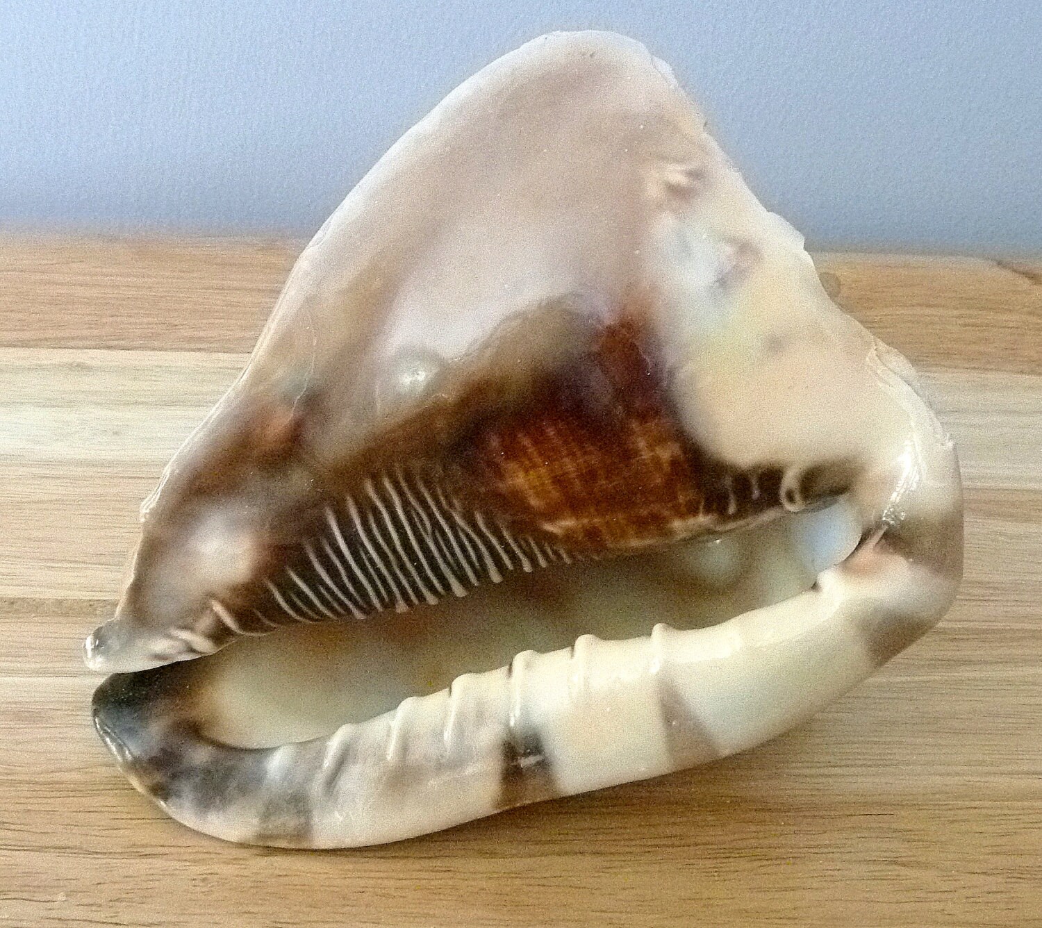 King Helmet Shell 6 6 3/4 Cassis Tuberosa beach decor