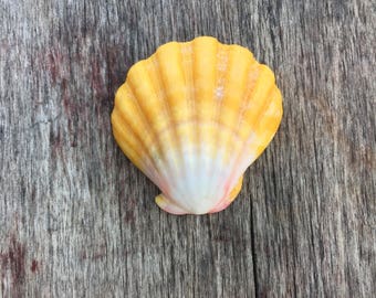 Large sunrise shell | Etsy