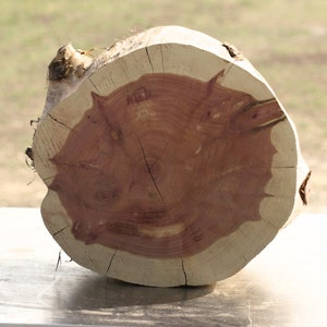 Tree stump table | Etsy