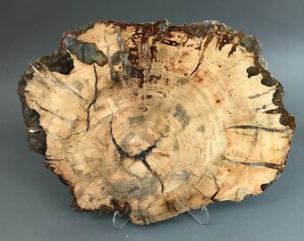 Petrified wood | Etsy