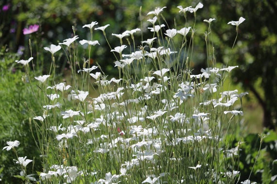 White Corncockle flower seeds White Agrostemma seeds annual