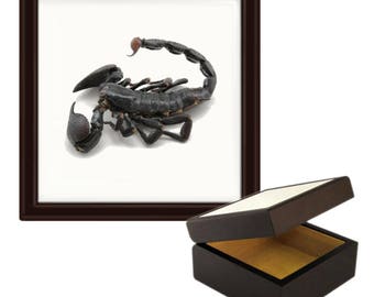 Wooden bug box | Etsy