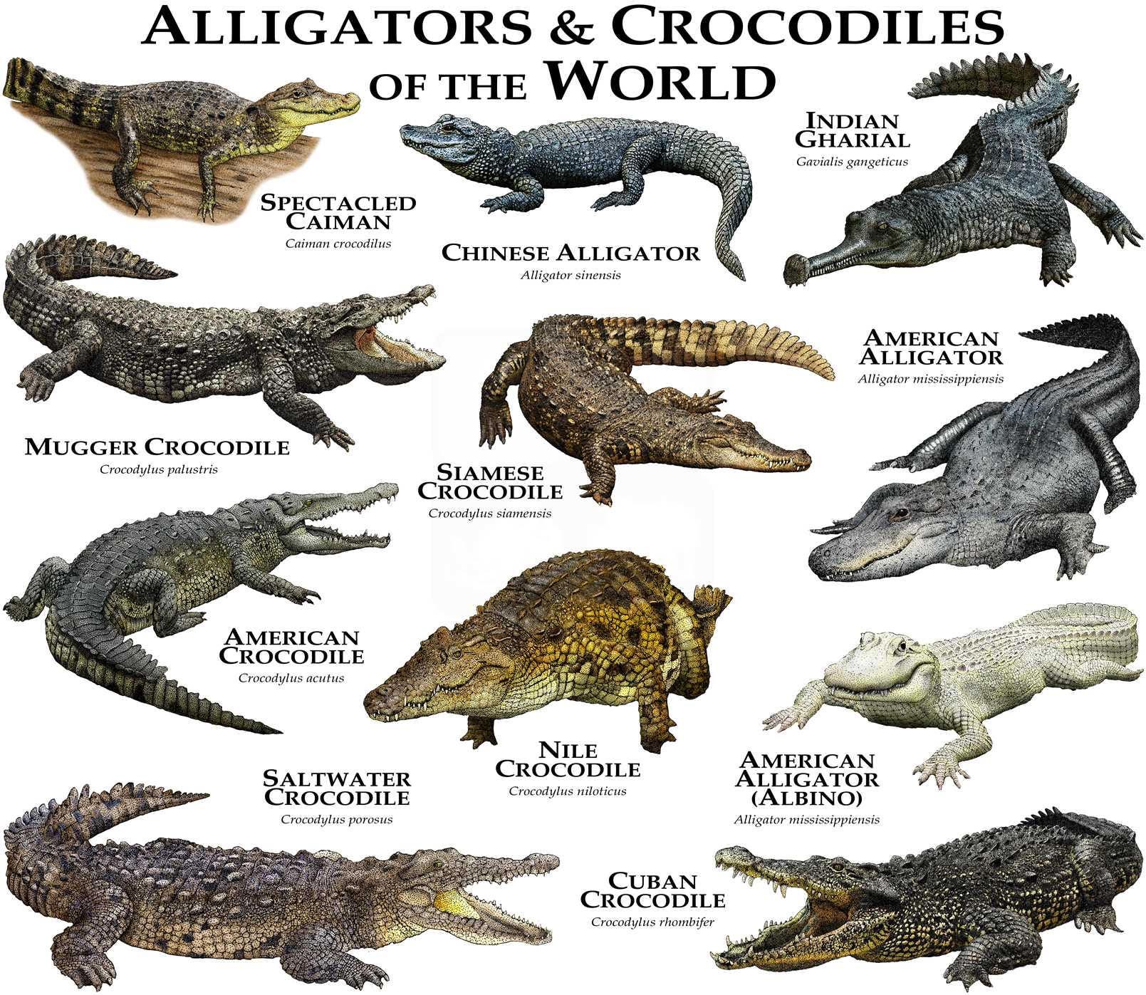 Alligatoren und Krokodile der Welt Alligatoren und Krokodile der Welt
