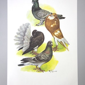Pigeon poster | Etsy