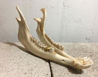 Jawbone | Etsy