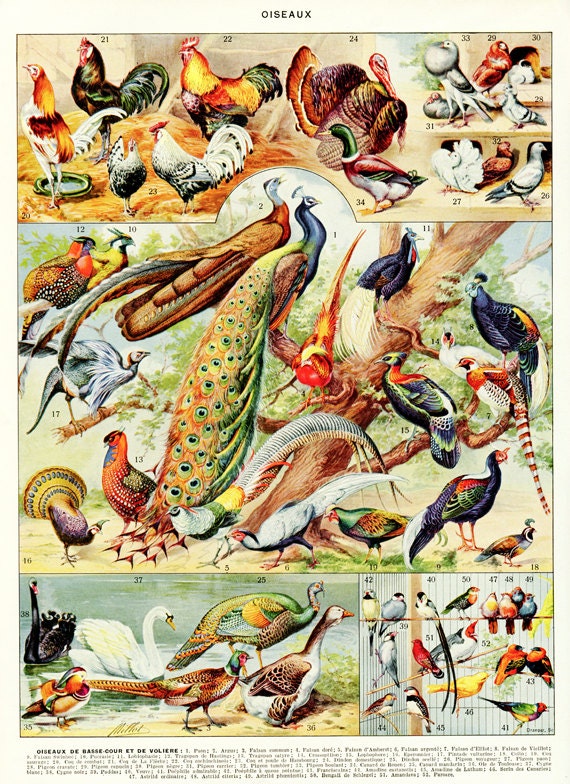 1936 Vintage bird poster Bird wall hanging Antique Bird print