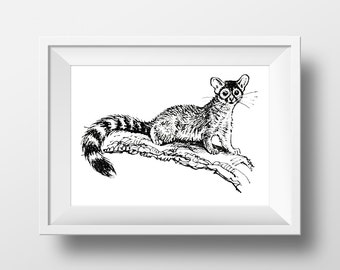 Ringtail cat | Etsy