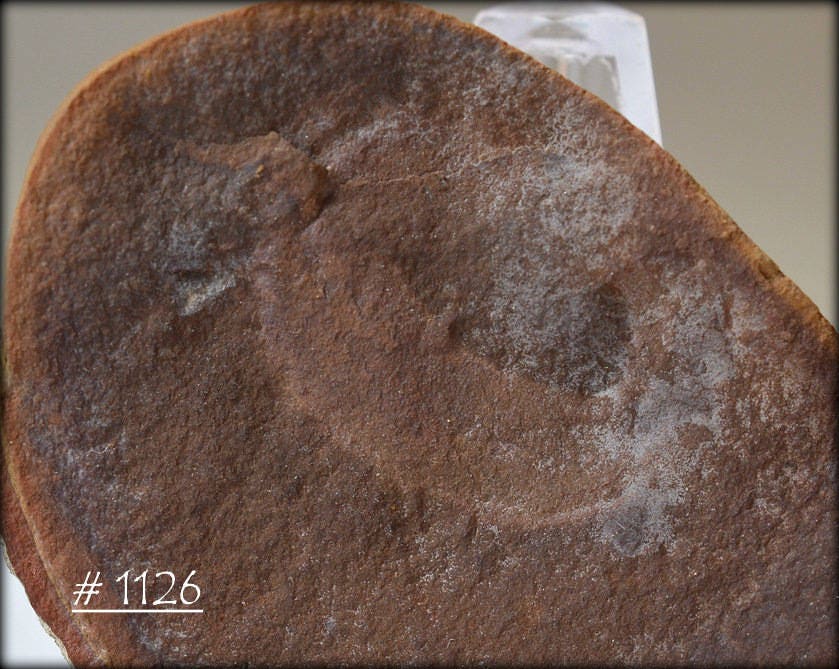 RARE Fossil Acorn Worm MAZOGLOSSUS RAMSDELLI A Rarely