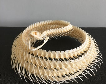 Snake skeleton | Etsy