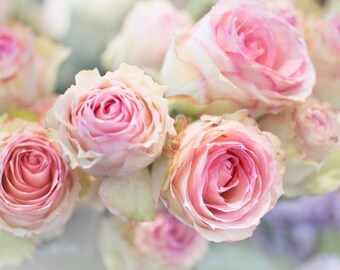 Paris Photograph Pale Roses in Paris Flower Market French
