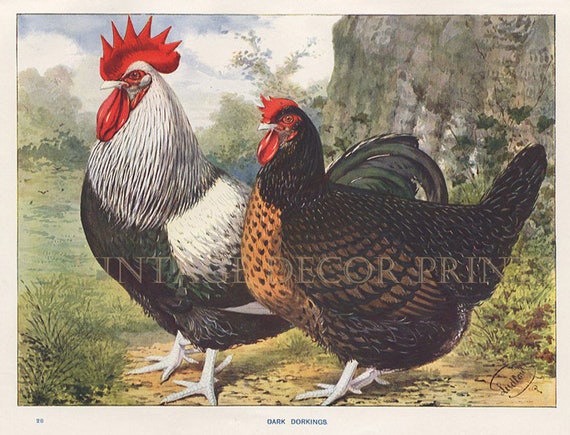 Print of Chickens Antique C1910 Poultry Print of Dark