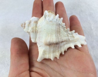 10 Turkey Wing Seashells Craft Seashells Beach Decor Craft