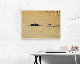 Alligator Smile Photo Gator Photography Florida Reptile