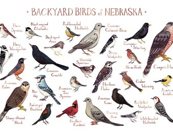 Minnesota Backyard Birds Field Guide Art Print / Watercolor