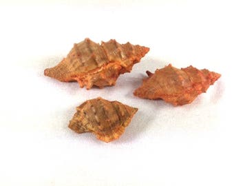 10 Turkey Wing Seashells Craft Seashells Beach Decor Craft