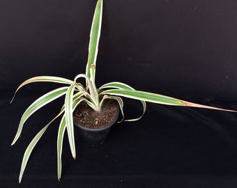 Variegated Tri Color Ginger Tropical Plant Red Green White