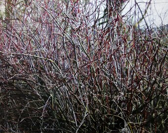 Dogwood paintings | Etsy