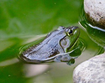 Pond Friend clipart frog and turtle clipart pond animal