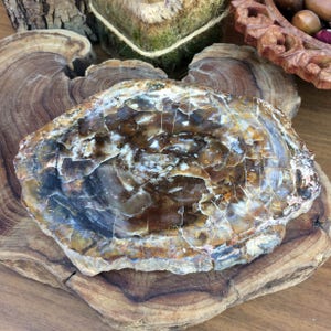 Petrified wood | Etsy