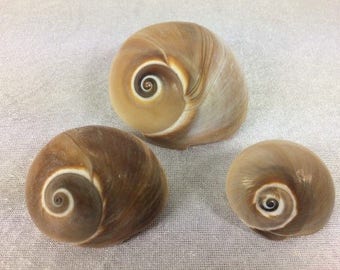 10 Turkey Wing Seashells Craft Seashells Beach Decor Craft