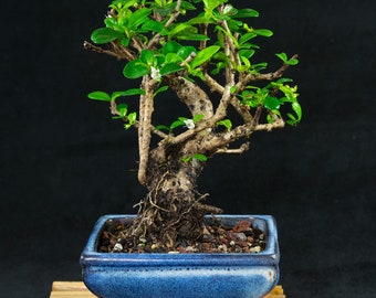 Bonsai tree | Etsy