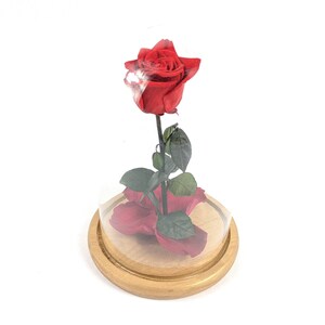 Enchanted rose | Etsy