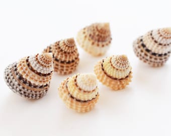 Periwinkle shells | Etsy