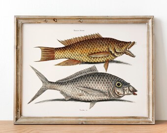 Colorful fish art | Etsy