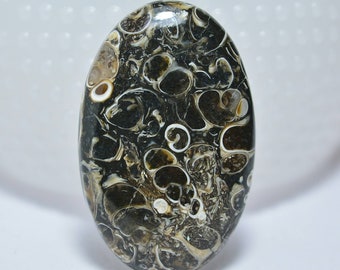 Multipack 1.53 fossil turritella shell castings