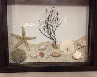 Sand dollar display | Etsy