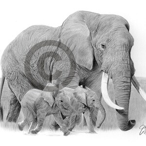 Elephant drawing | Etsy