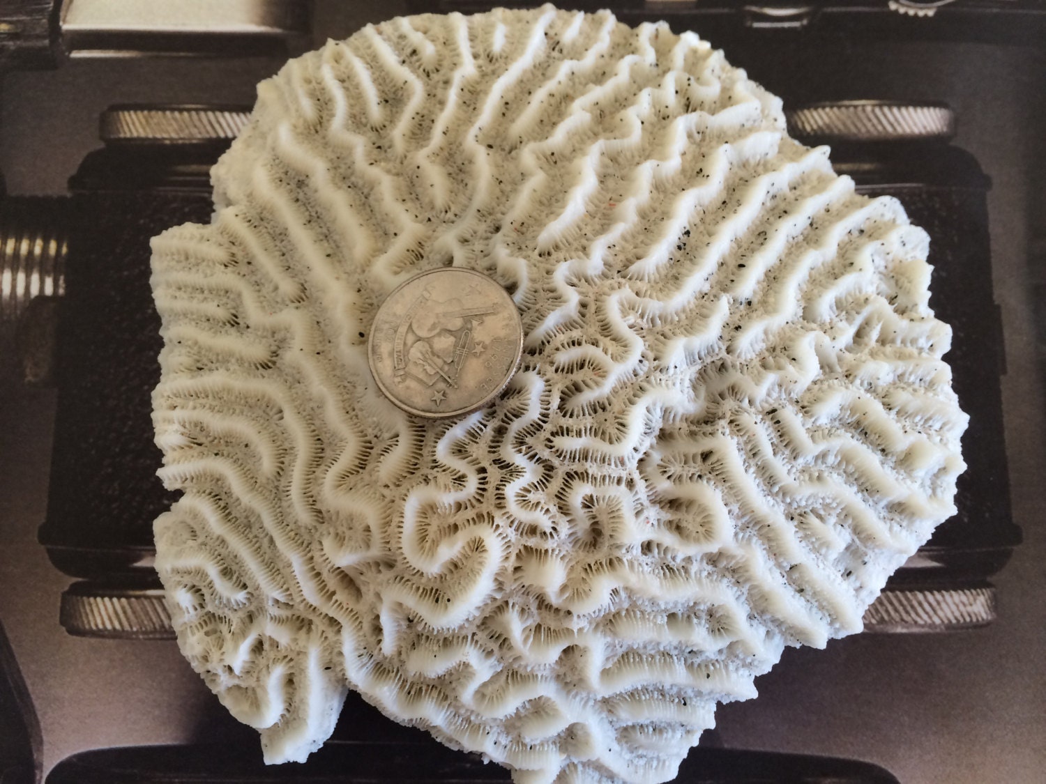 Found in SW Missouri, feels like sandstone, maybe burrows or crinoids ...