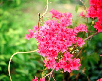 Azalea print | Etsy