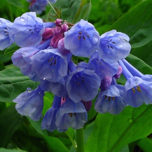 Hummingbird bell | Etsy