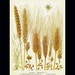 Wheat Cereal Grain Food Chart Botanical Lithograph
