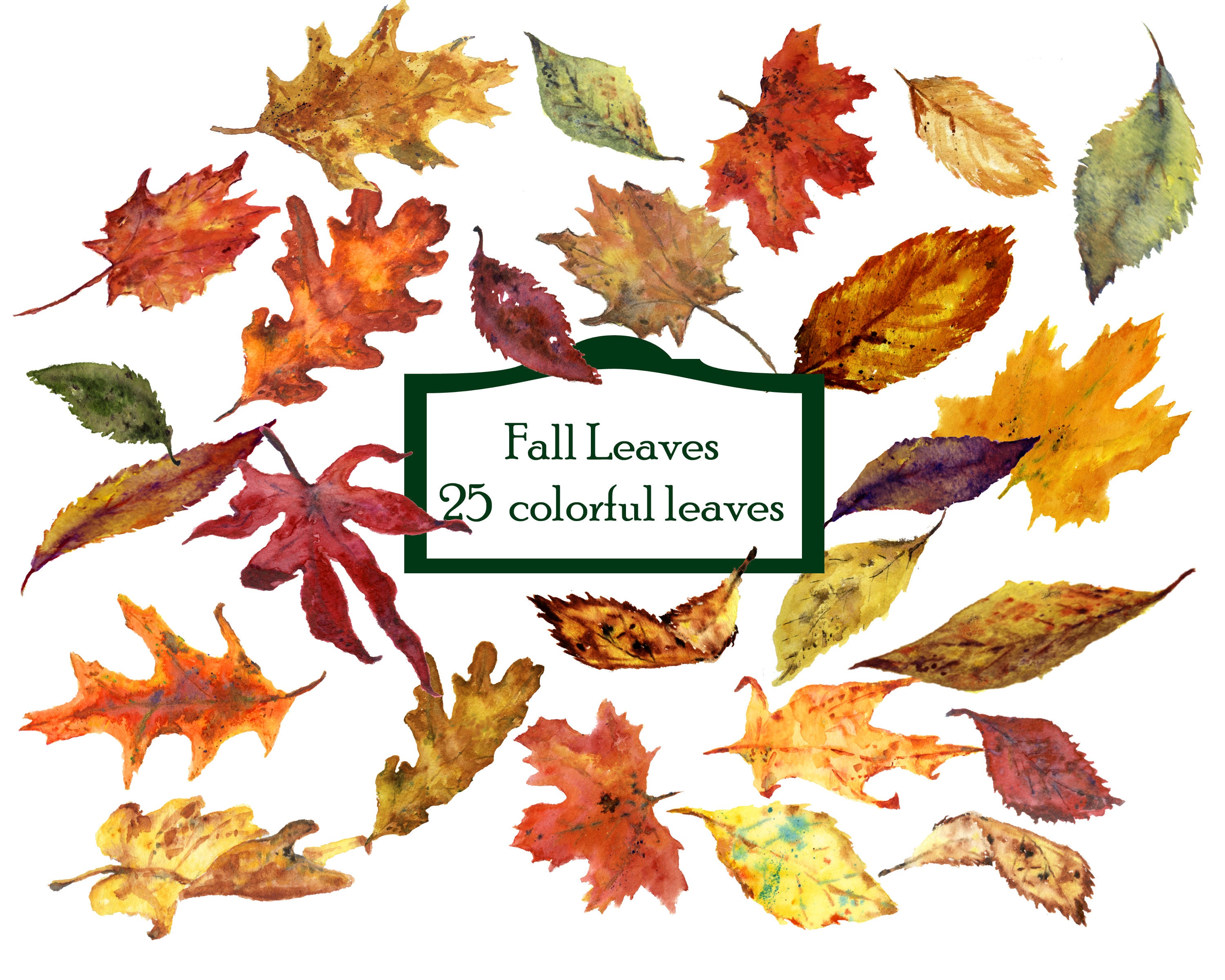 Watercolor Fall Leaves Clipart 25 Separate Elements Clip Art
