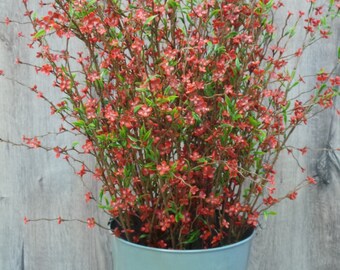 Red willow | Etsy