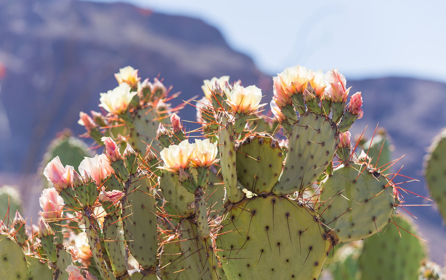 Texas Photography Cactus