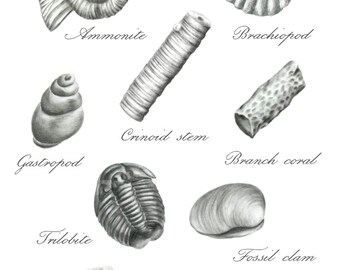 Crinoid stems | Etsy