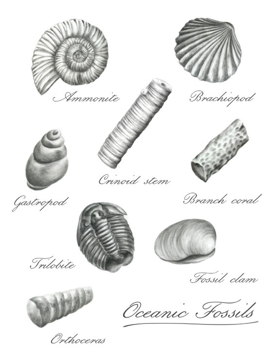 Fossil drawing