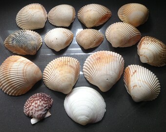 Large seashells | Etsy