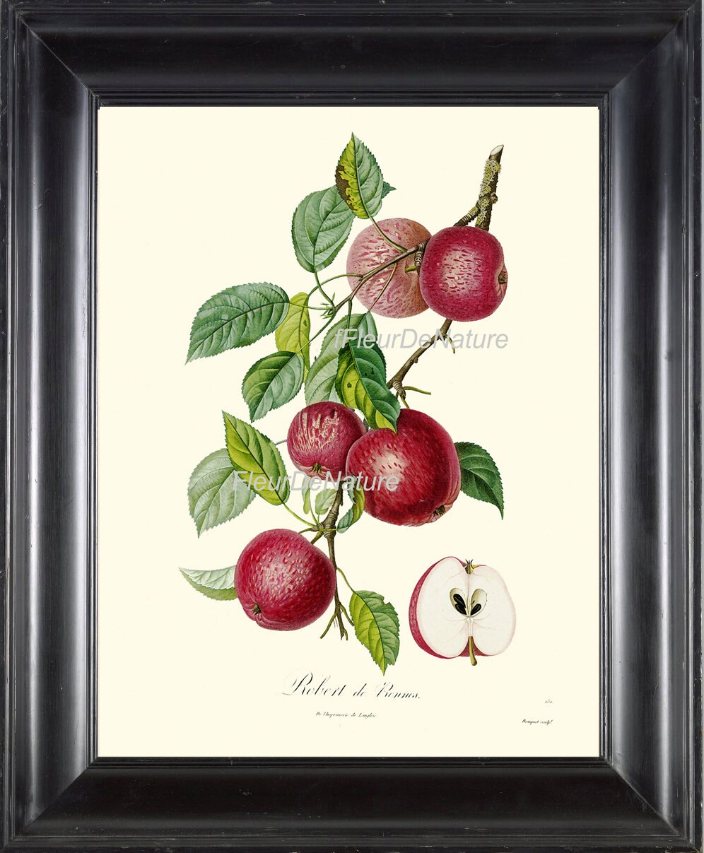 BOTANICAL FRUIT PRINT Poiteau 8x10 Botanical Art Print 29