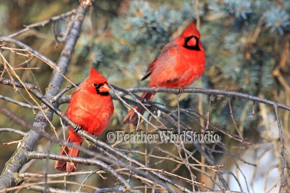 Cardinal Photography Two Male Cardinals Brilliant Scarlet Red
