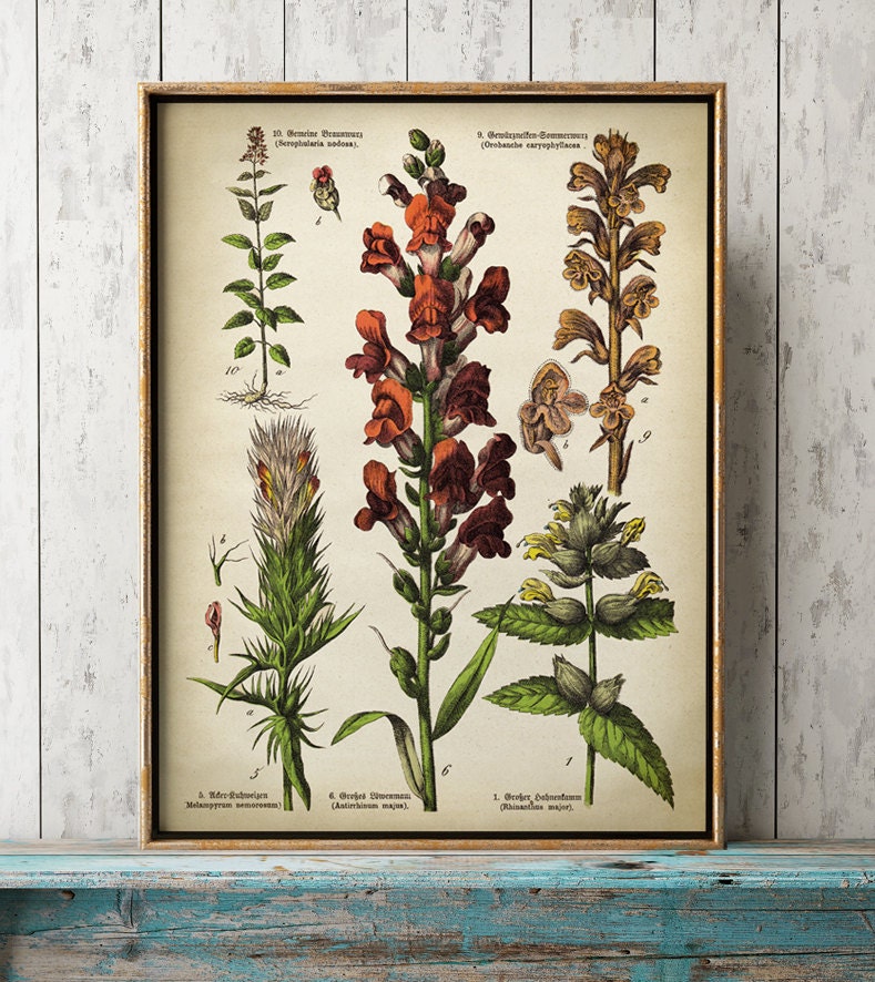 Botanical poster medicinal plants and flowers print