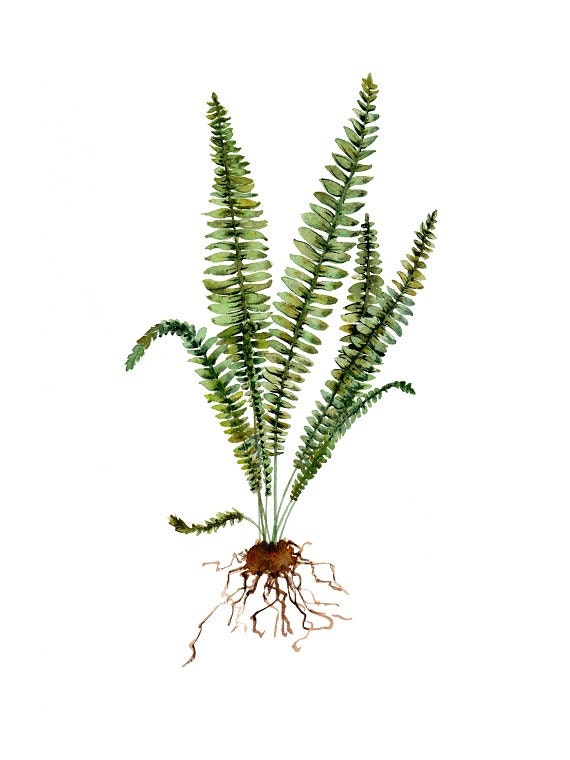Fern Watercolor Fern Fern Print Fern Illustration