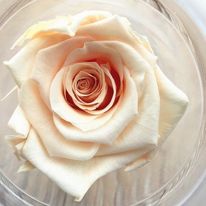 Preserved rose | Etsy