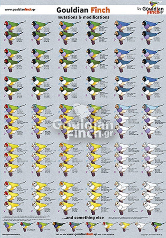 Society Finch Mutations