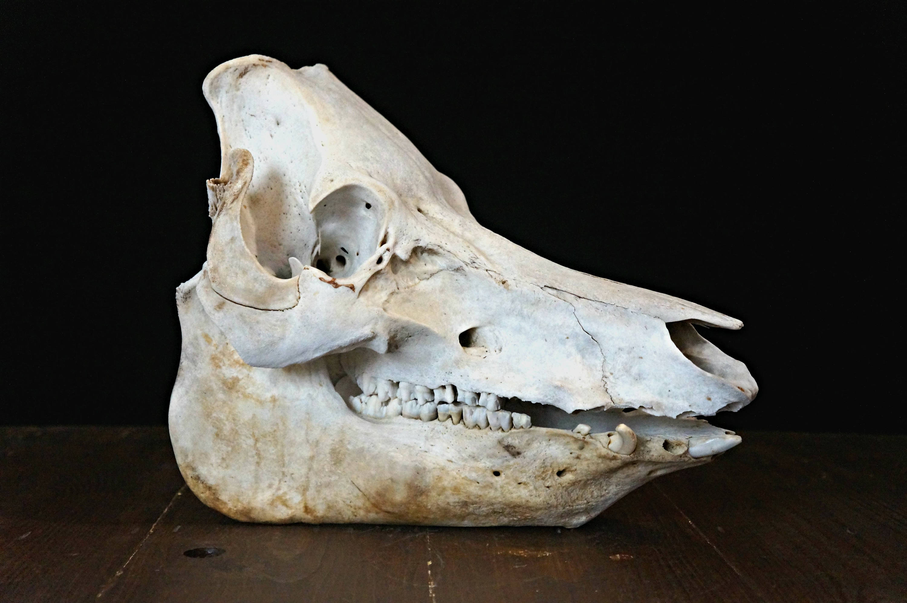 Real Pig Skull Animal Skull Animal Taxidermy Gothic