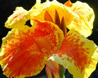 Curcuma Petiolata Pink Flowering Hidden Ginger 3 Live Plant